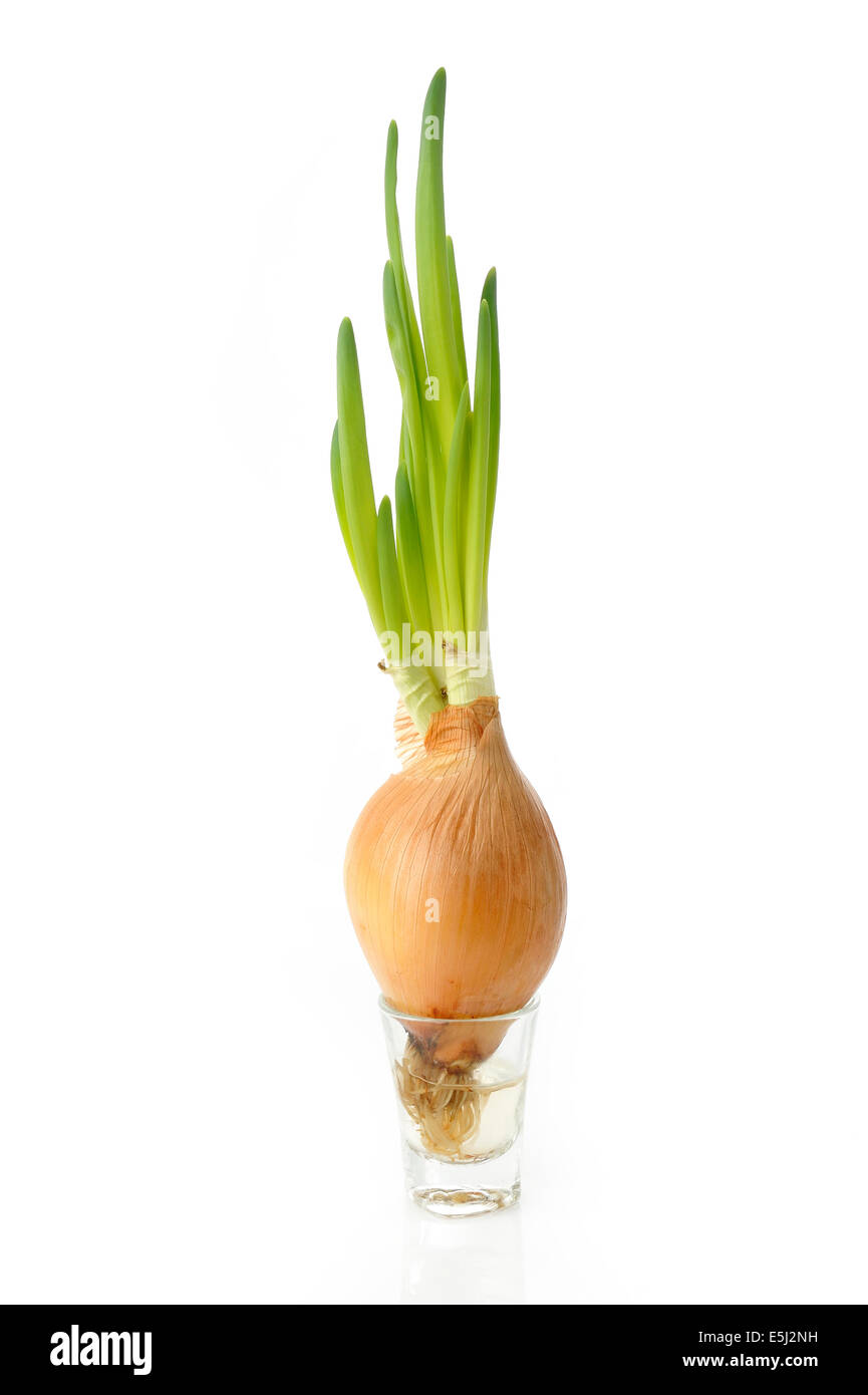 Oignon en germination Banque de photographies et d’images à haute ...