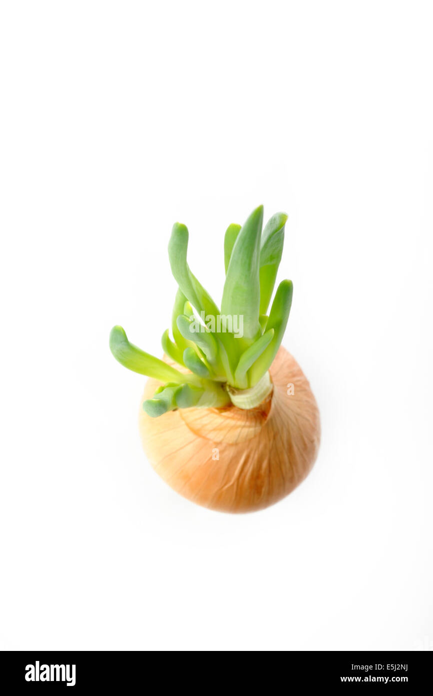 Oignon en germination Banque de photographies et d’images à haute ...
