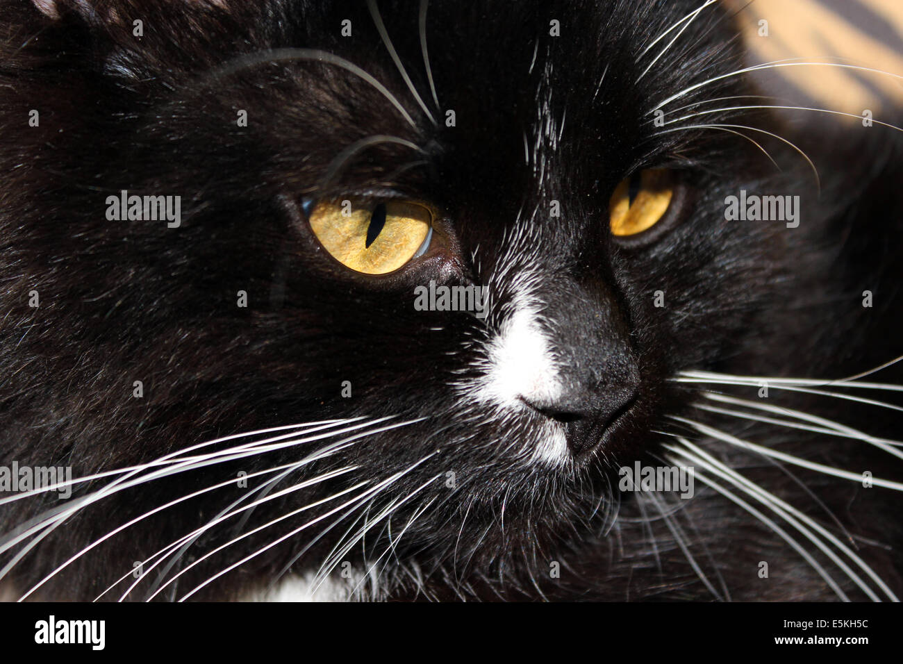 Chat mâle noir avec nez blanc Banque de photographies et d’images à ...