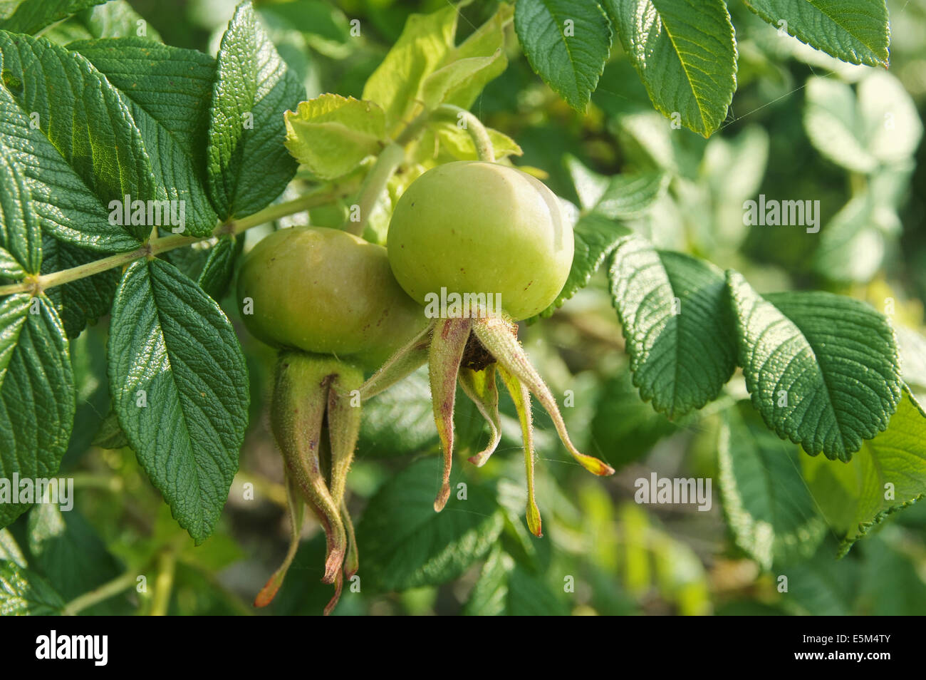Dessin de rosier Banque de photographies et d’images à haute résolution ...