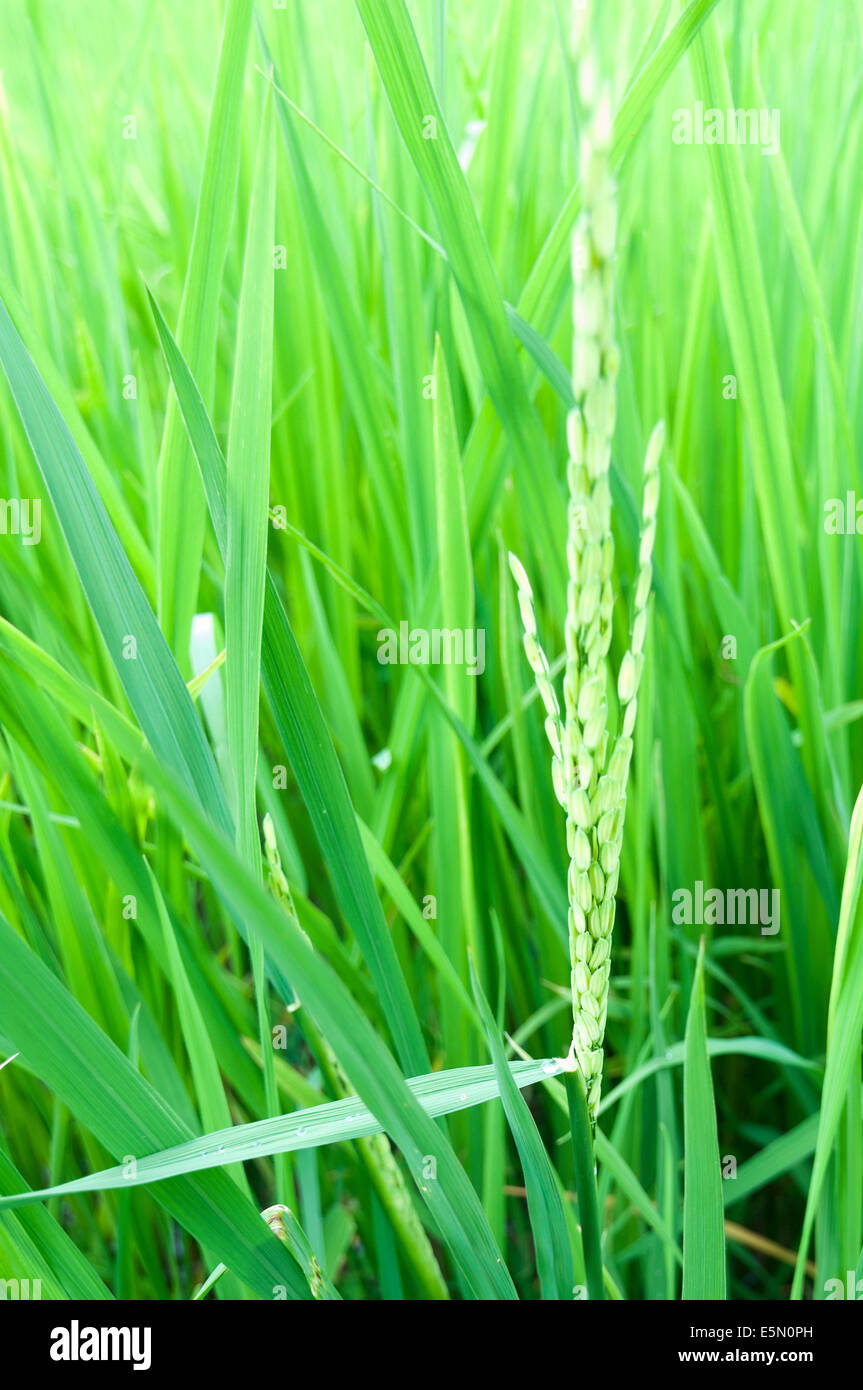 Riz paddy Banque de photographies et d’images à haute résolution - Alamy