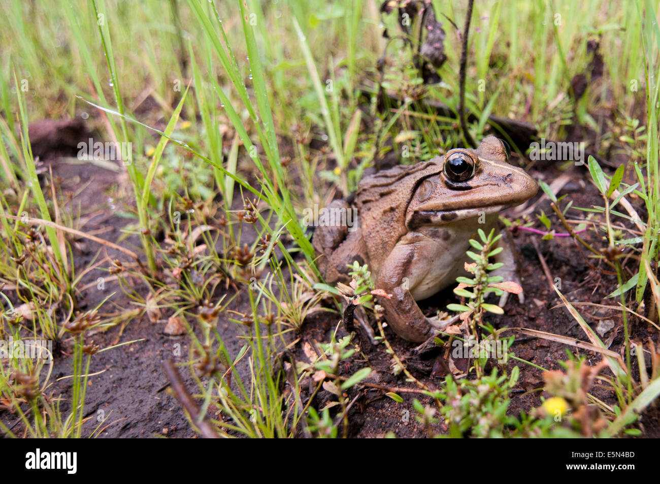 Crapaud géant Banque de photographies et d’images à haute résolution ...