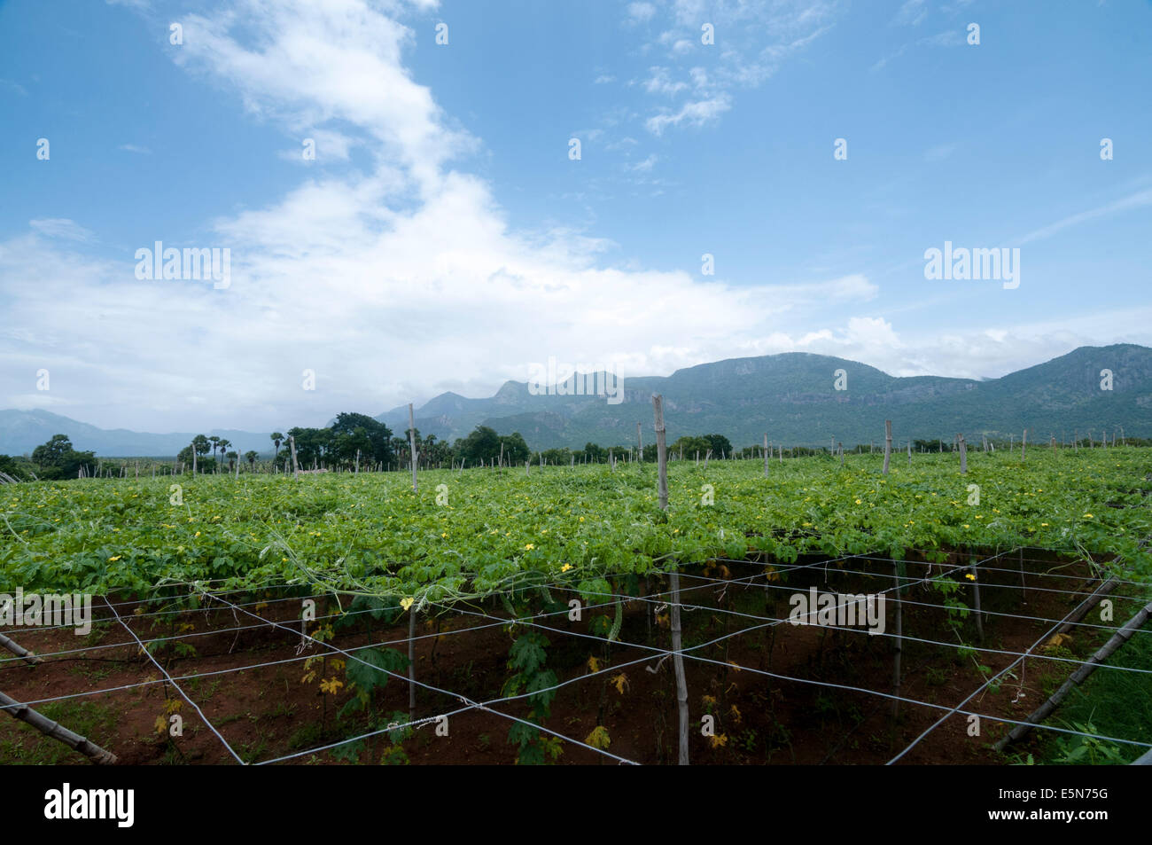 Courge amère Banque de photographies et d’images à haute résolution - Alamy