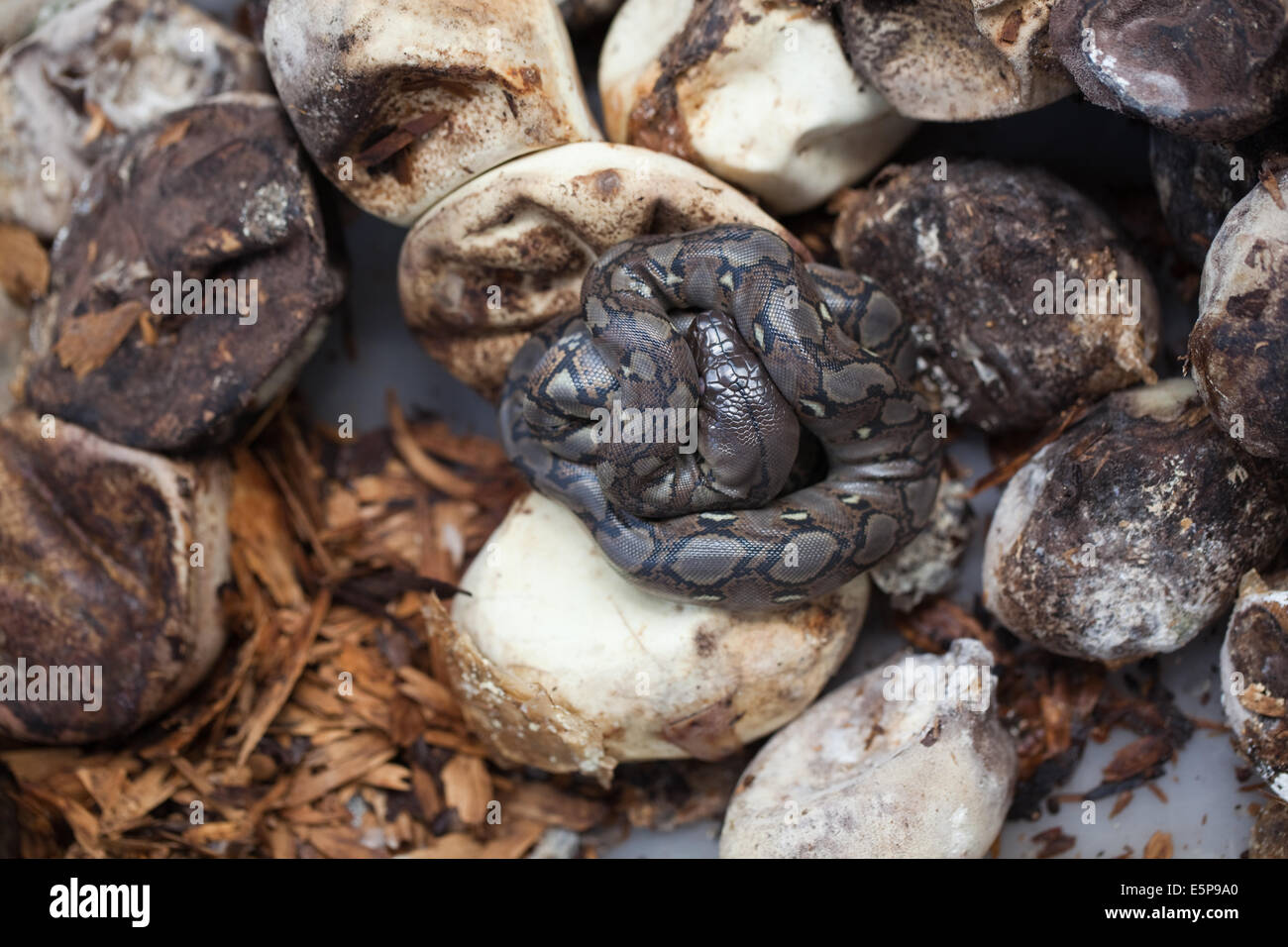 Python réticulé (Python reticulatus). De l'embrayage, l'éclosion des ...