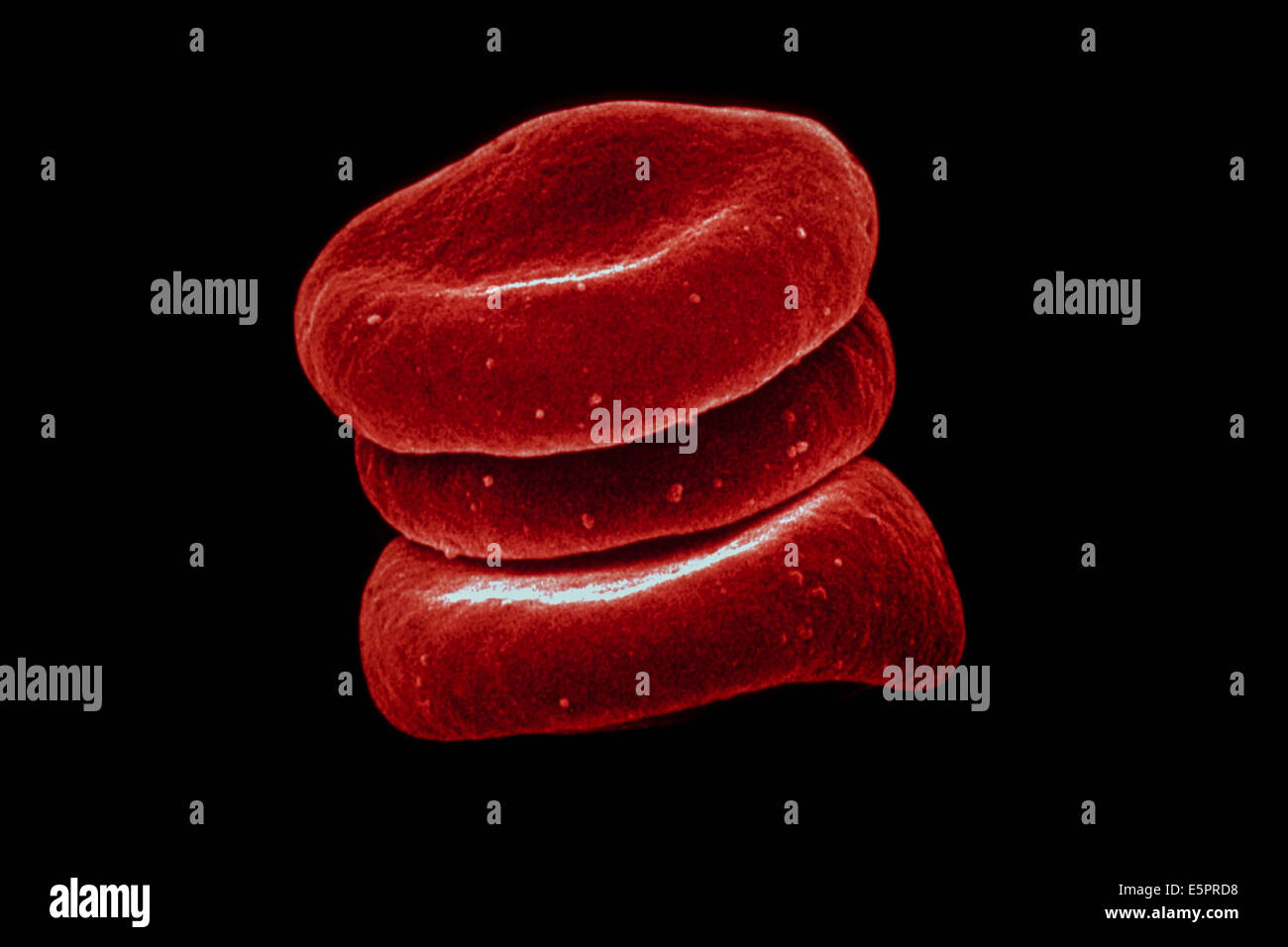 Red blood cells sem Banque de photographies et d’images à haute ...