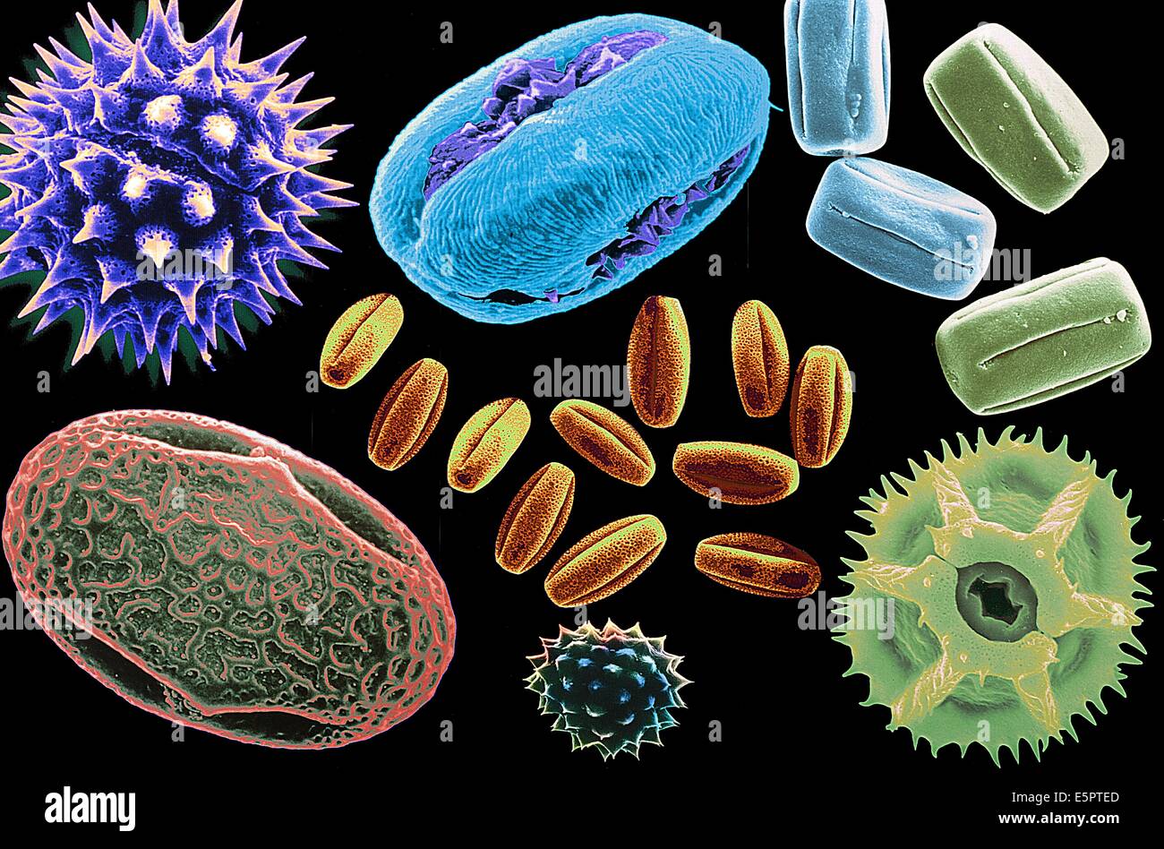 Pollen microscope Banque de photographies et d’images à haute ...