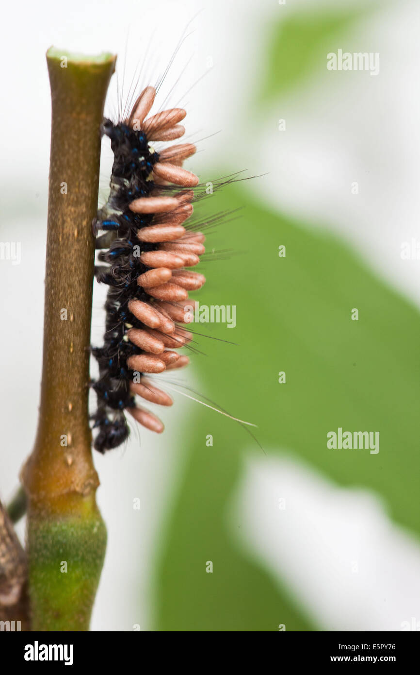 Larve de Caterpillar braconides parasités par des larves de guêpe Photo ...