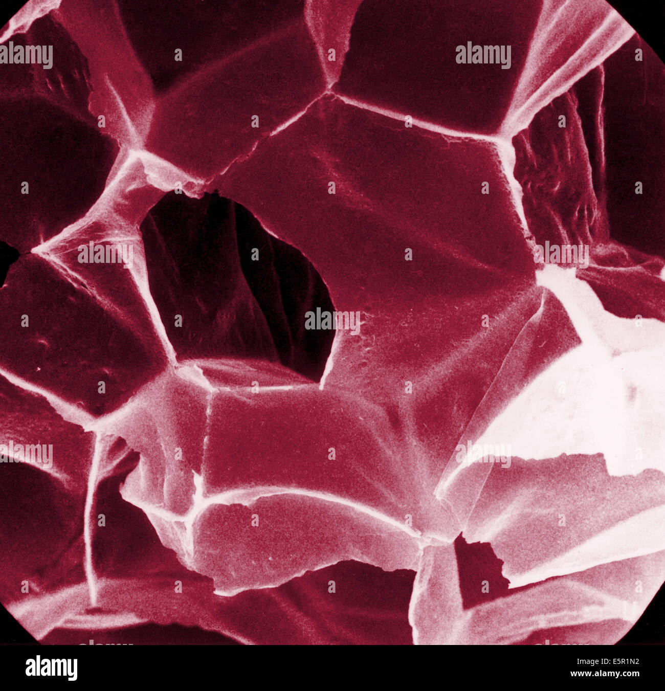 Cellule adipeuse Banque de photographies et d’images à haute résolution ...