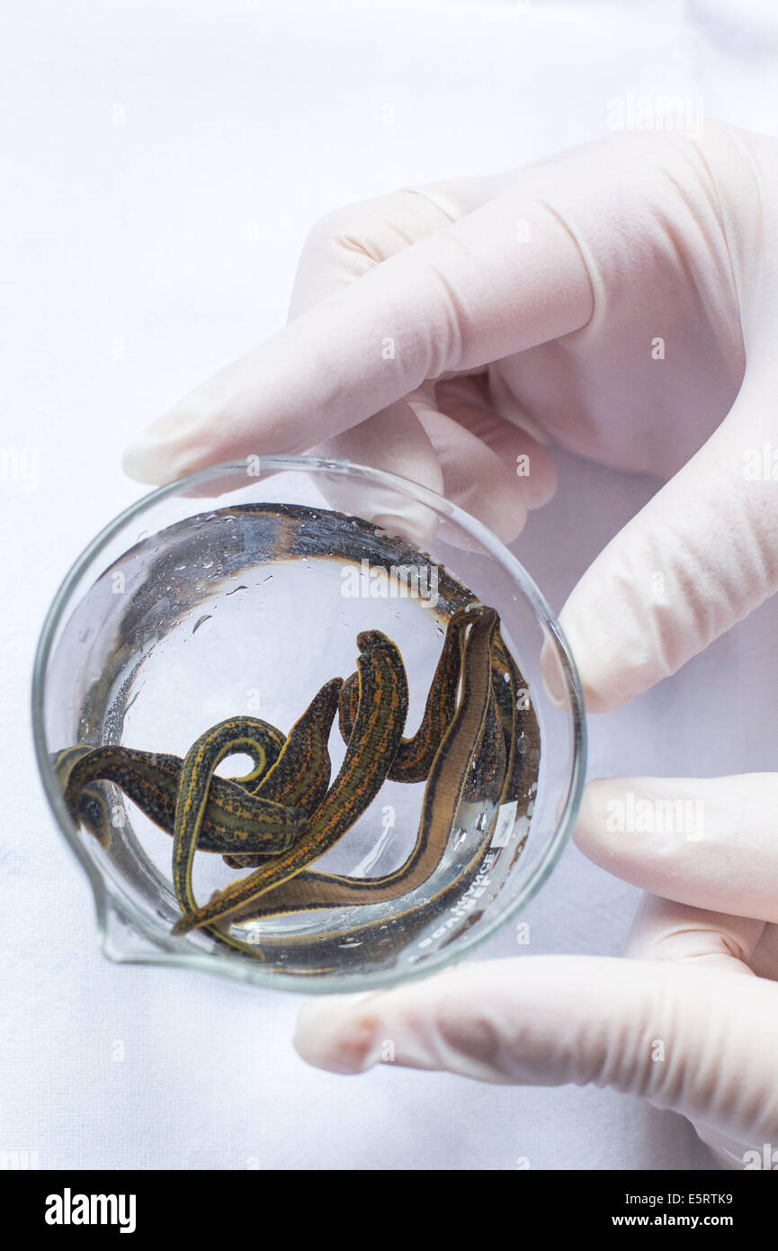 Hirudo medicinalis Banque de photographies et d’images à haute ...