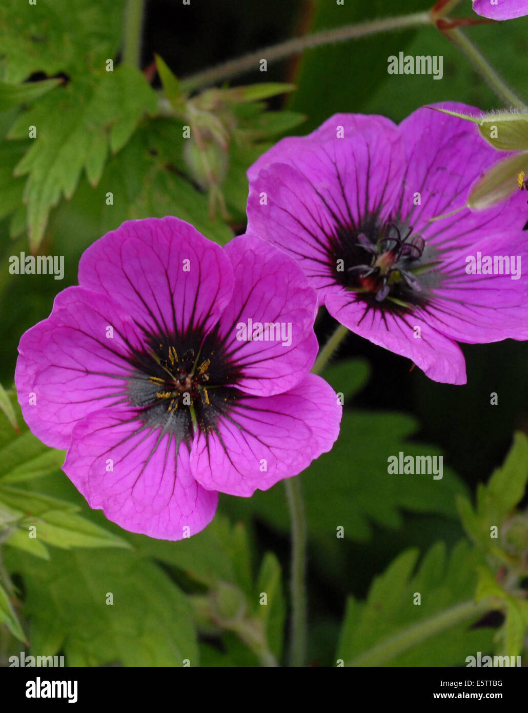 Geranium psilostemon flowers Banque de photographies et d’images à ...