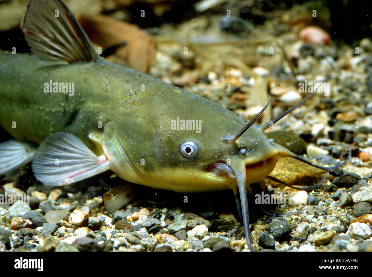 Black bullhead ictalurus melas Banque de photographies et d’images à ...
