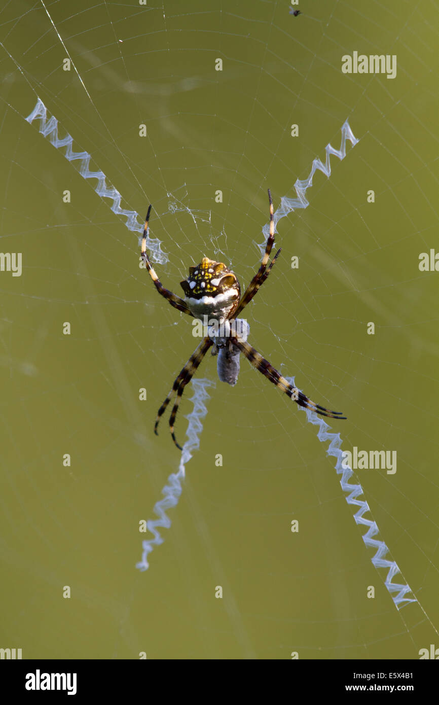 Agriope spider Banque de photographies et d’images à haute résolution ...