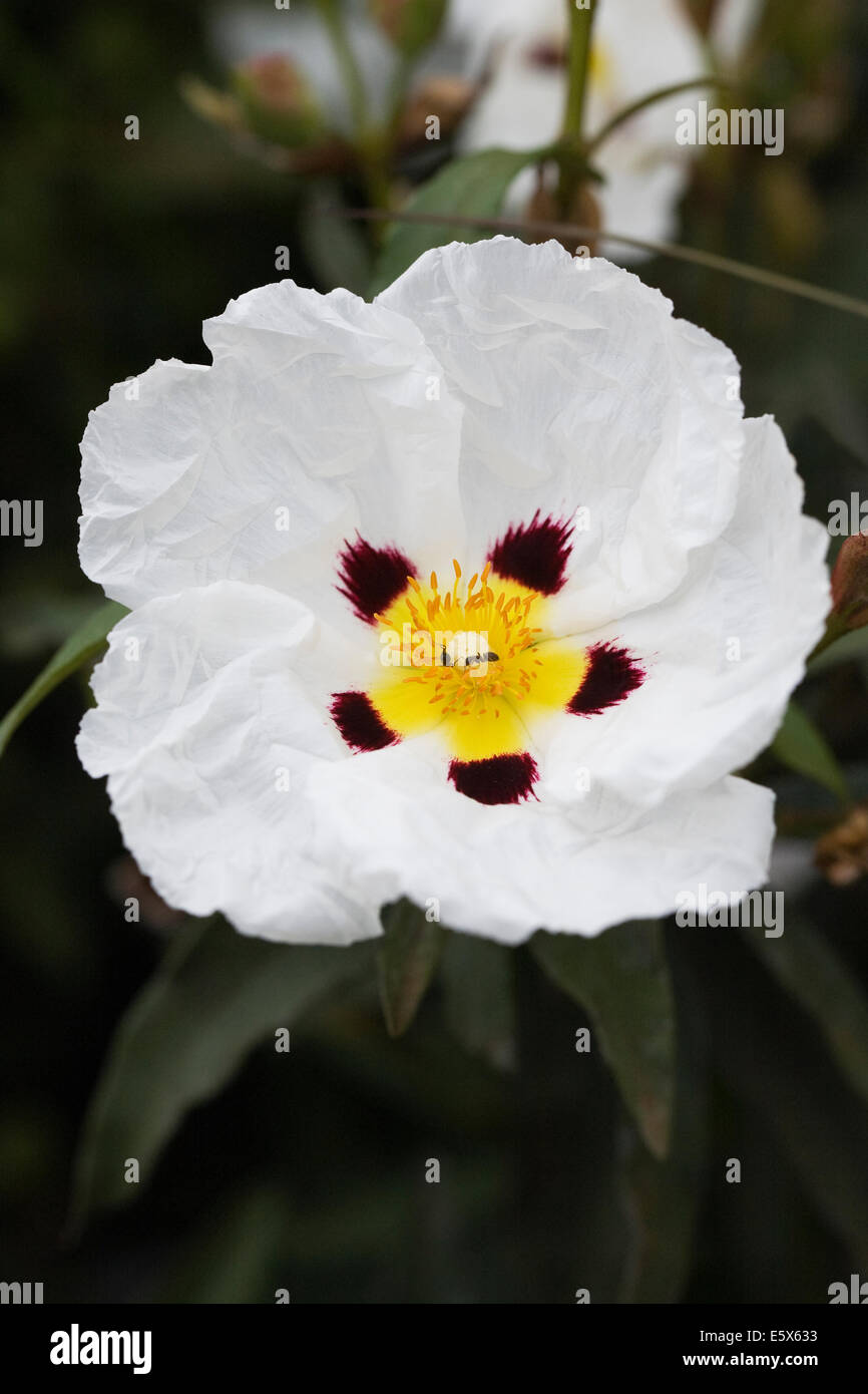 Cistus ladanifer Banque de photographies et d’images à haute résolution ...