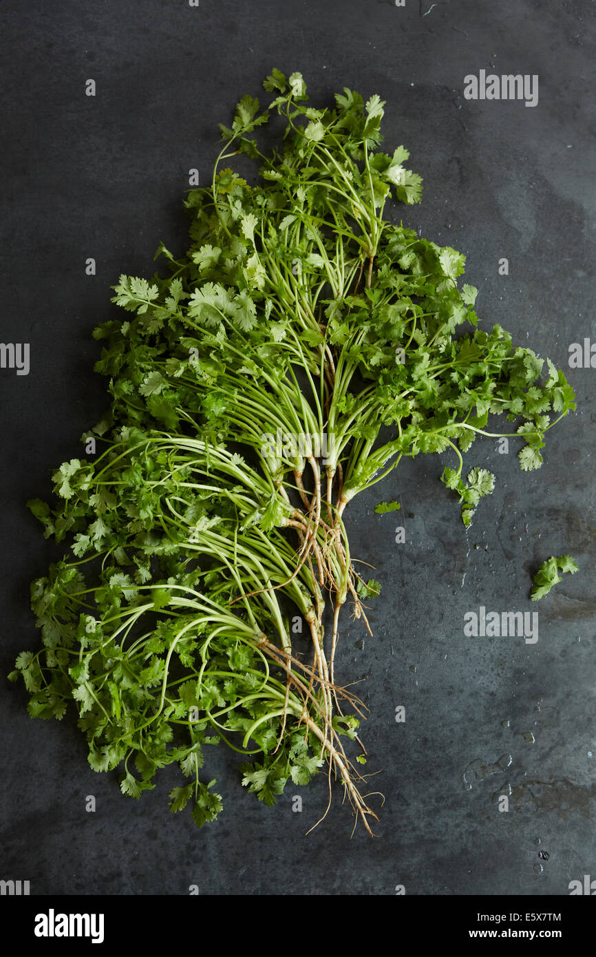 Bouquet de coriandre fraîche Banque de photographies et d’images à ...