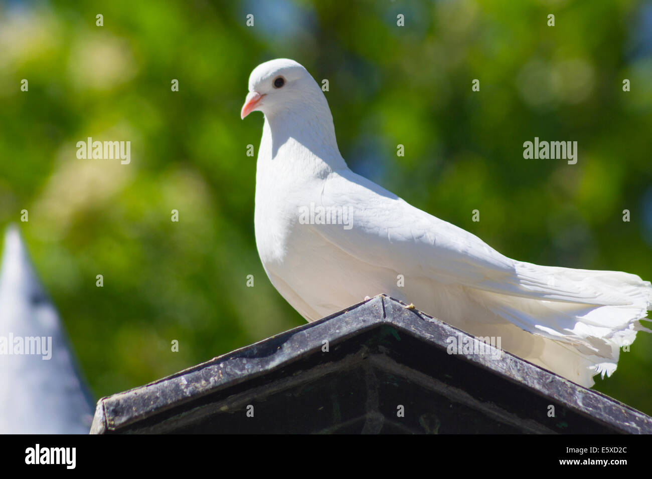 Colombe bleue Banque de photographies et d’images à haute résolution ...