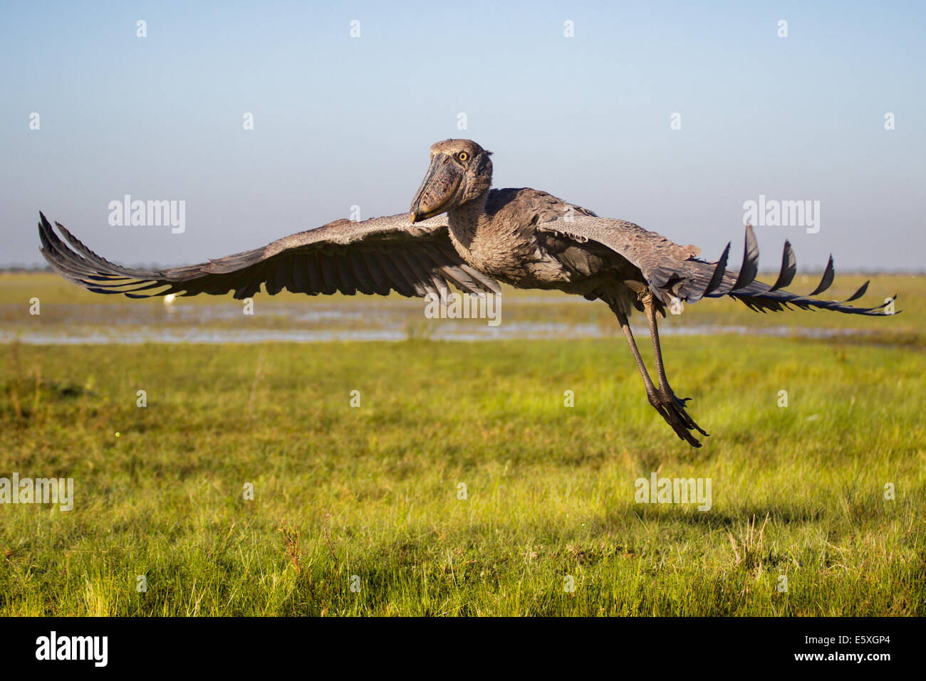 Bec-en-sabot du Nil (Balaeniceps rex) est un grand oiseau avec une ...