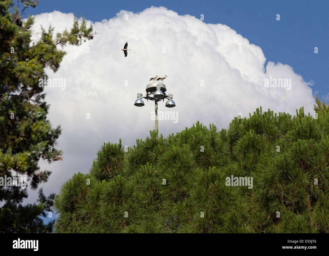 Arbre volant Banque de photographies et d’images à haute résolution - Alamy