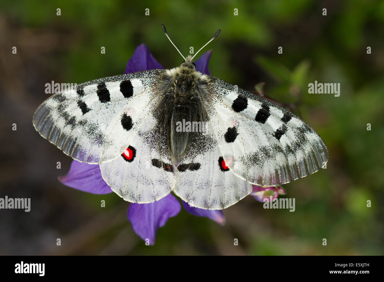 Papillon apollon Banque de photographies et d’images à haute résolution ...