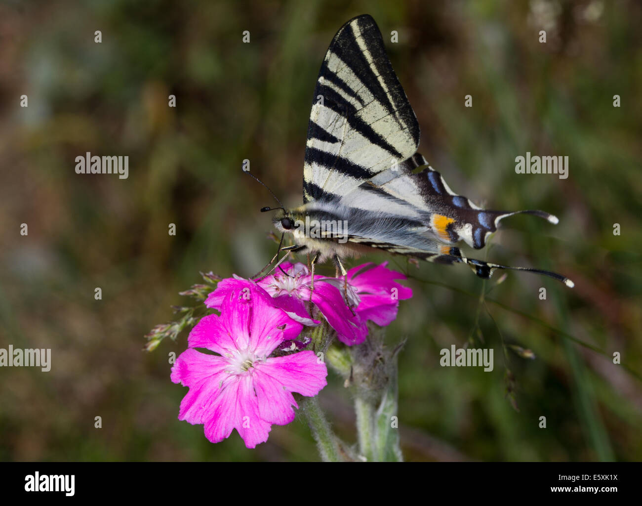 Fleur de jupiter Banque de photographies et d’images à haute résolution ...
