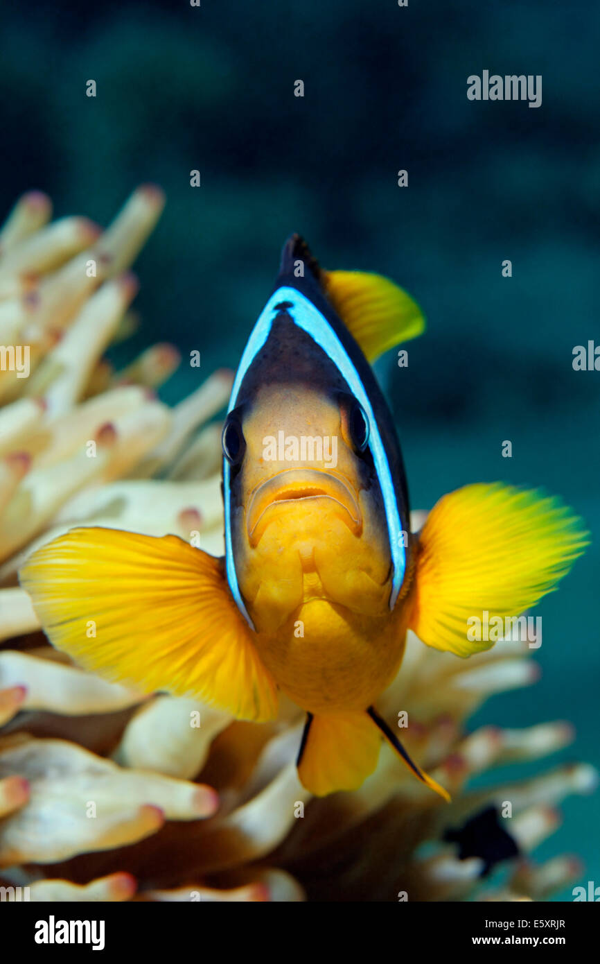 Poisson Clown à deux bandes ou la mer Rouge poissons clowns (Amphiprion ...