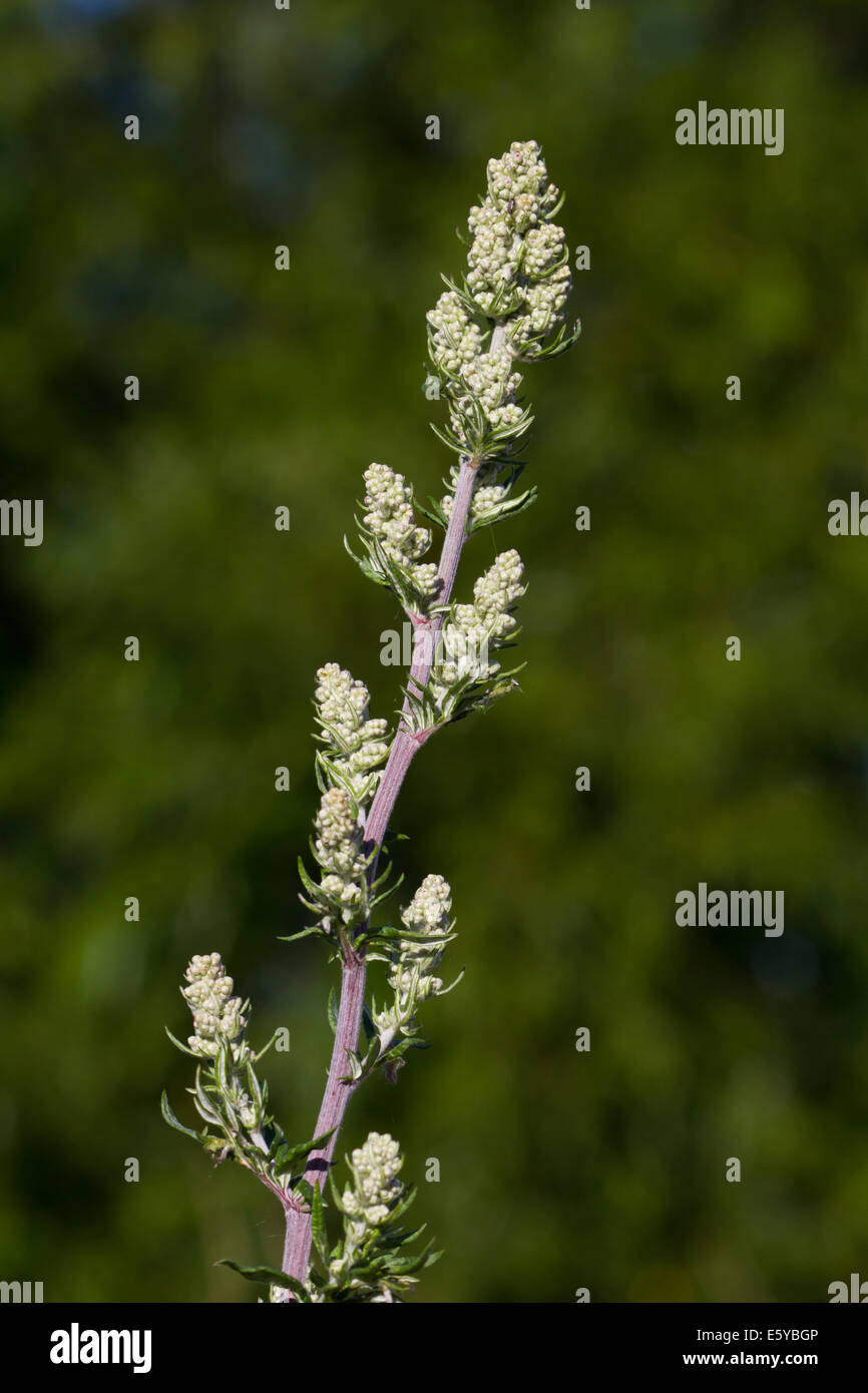 Artemisia vulgaris asteraceae Banque de photographies et d’images à ...