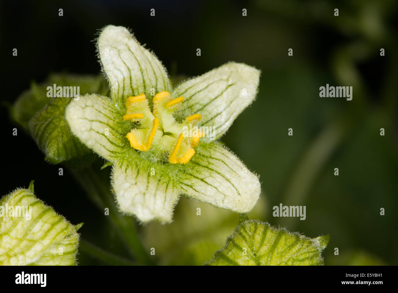 Bryonia dioica Banque de photographies et d’images à haute résolution ...