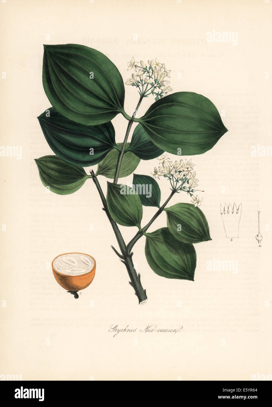 Nux vomica strychnine tree strychnos Banque de photographies et d ...