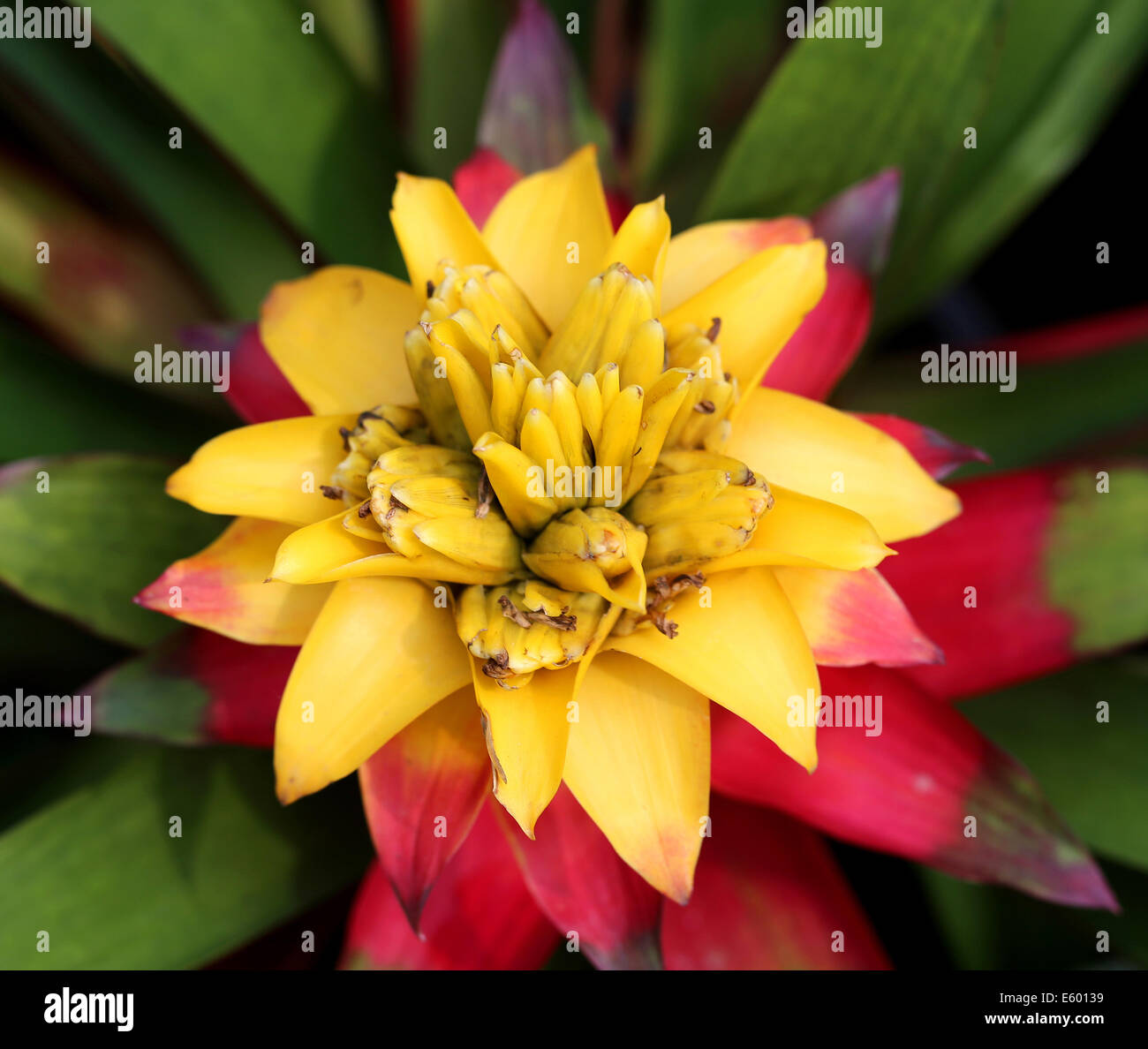 Bromelia jaune Banque de photographies et d’images à haute résolution ...
