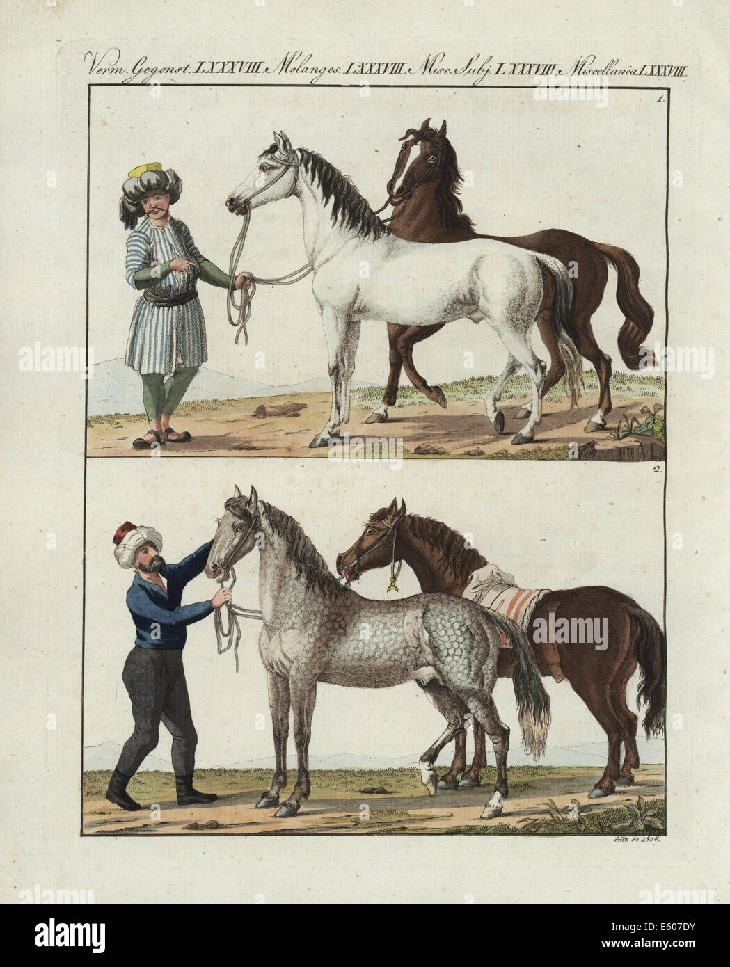 Arabe barb horse Banque de photographies et d’images à haute résolution ...