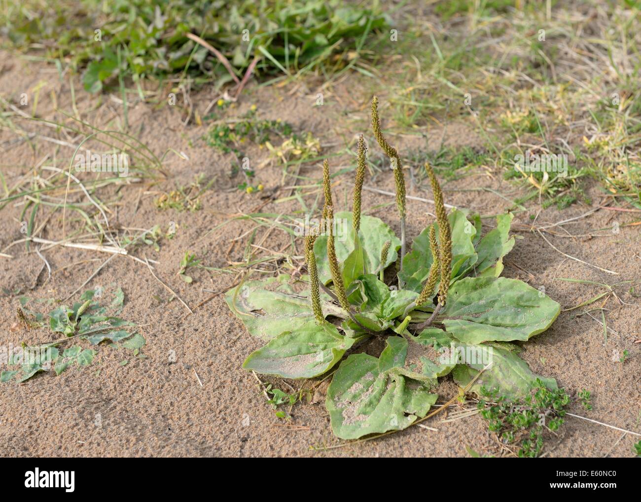 Plus grand plantain Plantago major Photo Stock - Alamy