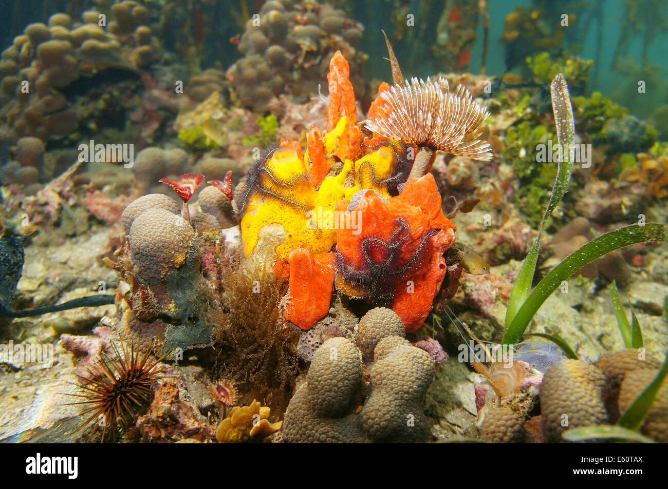 La Vie Marine Sous Marine Colorée En Dessous De La Mangrove Dans La Mer 6372