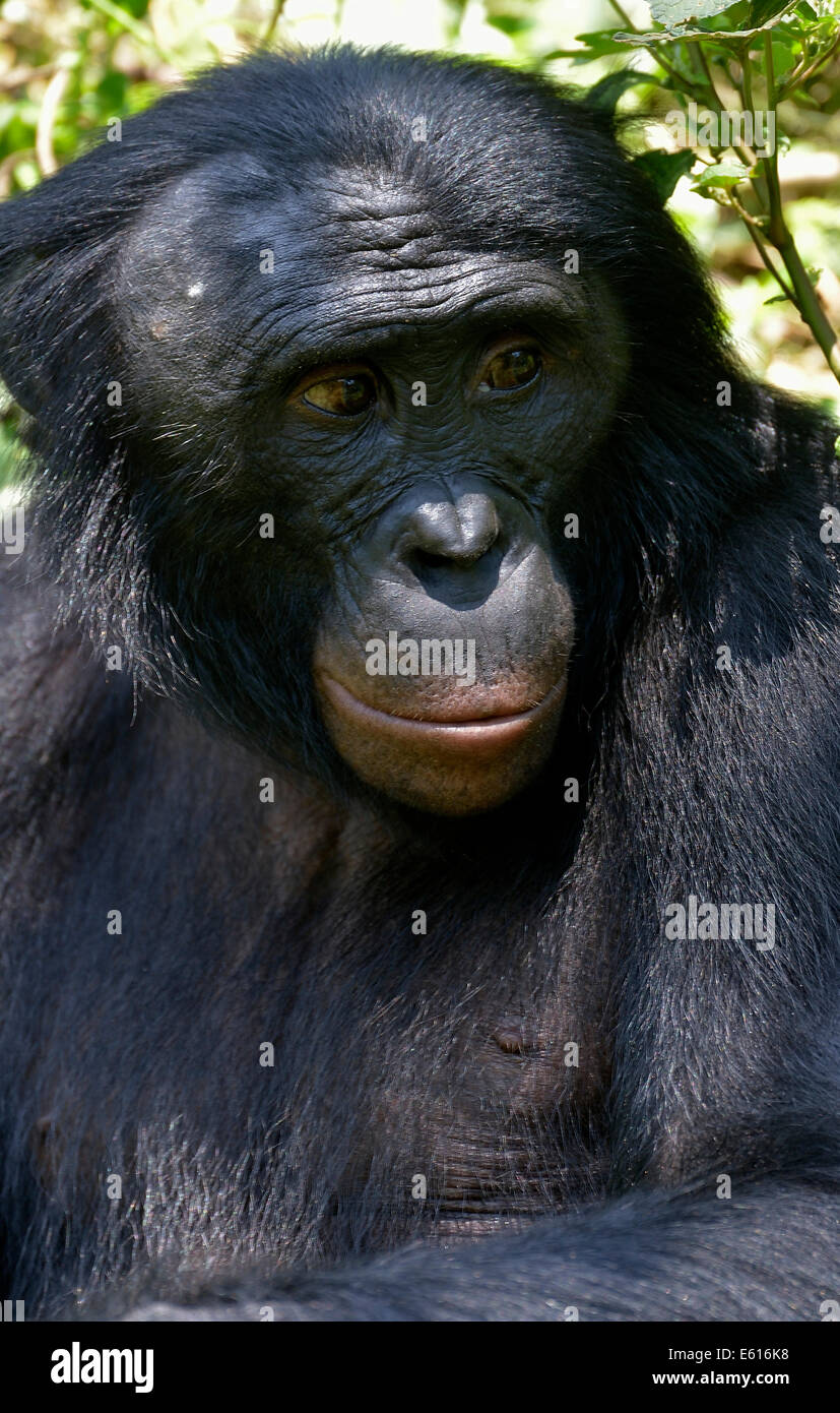 Les bonobos (pan paniscus), portrait, Lola ya Bonobo Sanctuaire ...