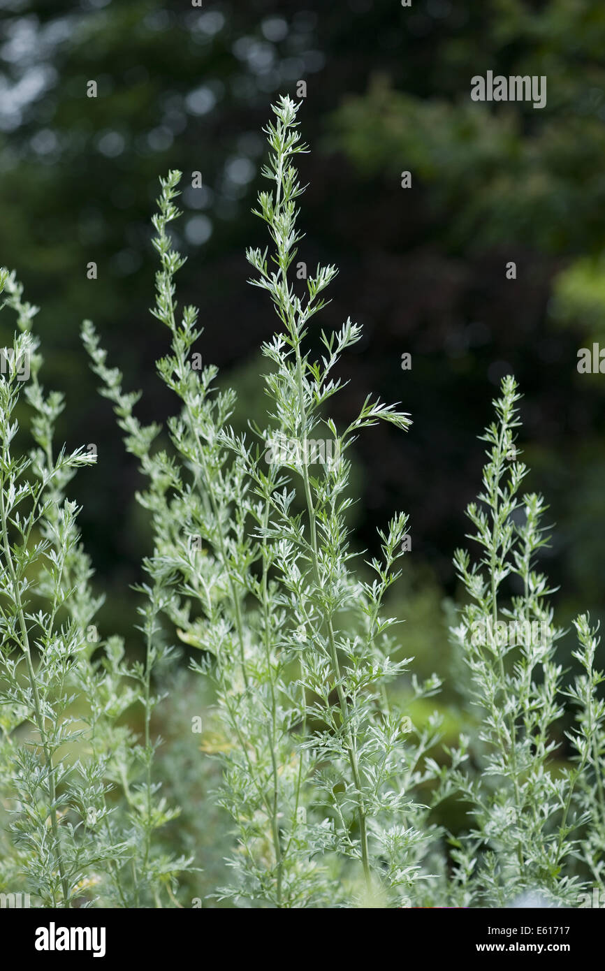 Artemisia absinthium Banque de photographies et d’images à haute ...