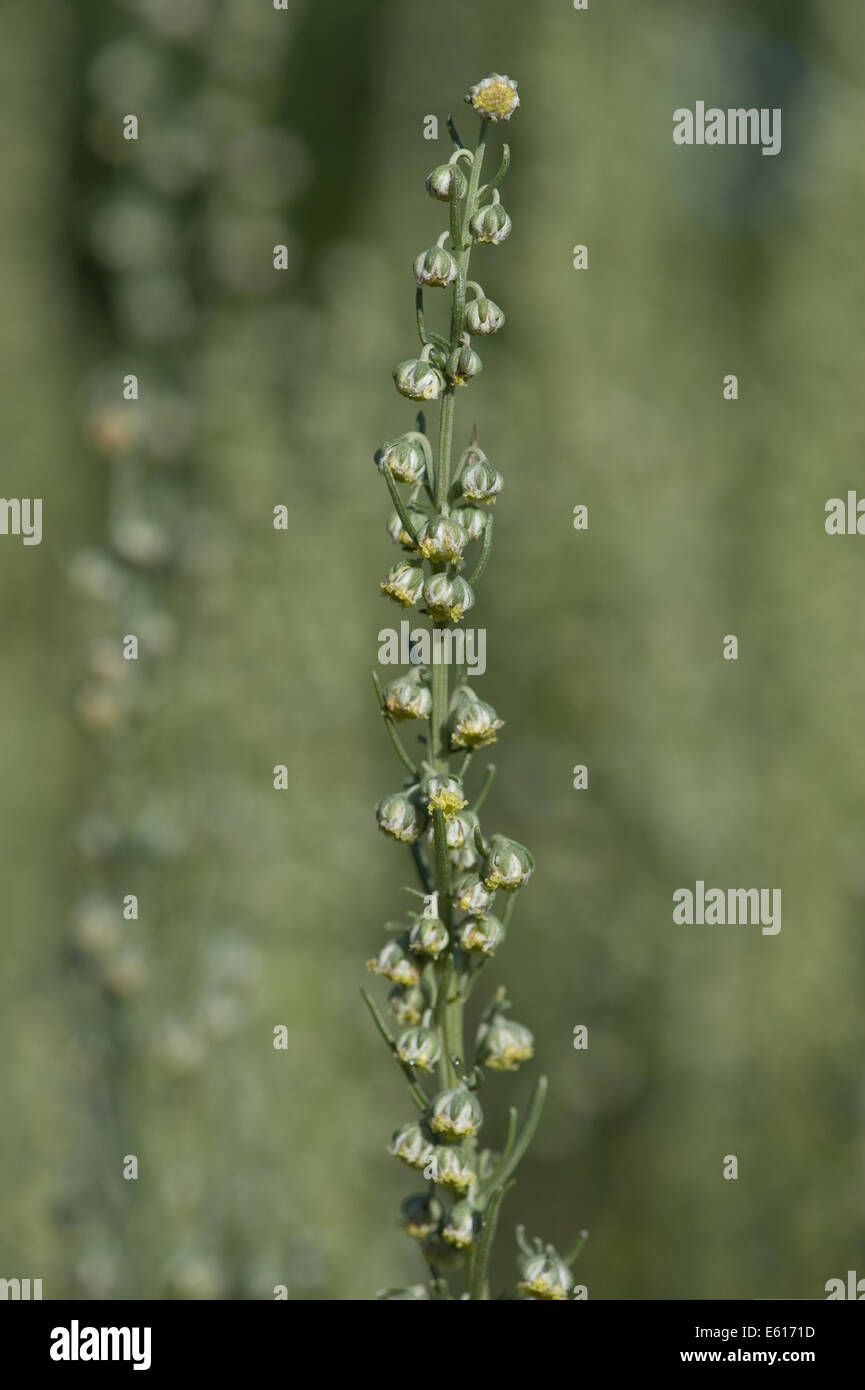 Artemisia alba artemisia Banque de photographies et d’images à haute ...