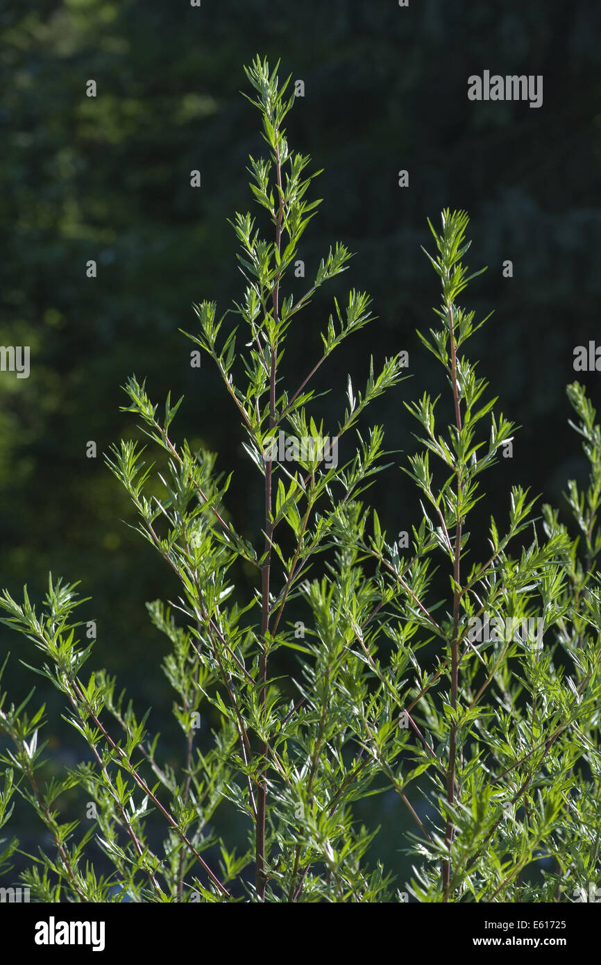 Armoise commune artemisia vulgaris Banque de photographies et d’images ...