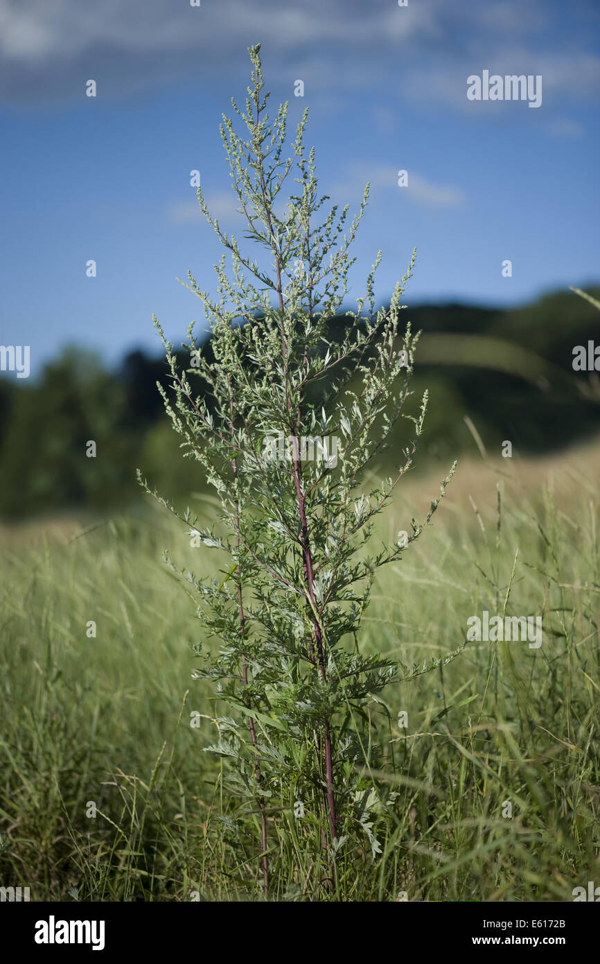Artemisia vulgaris Banque de photographies et d’images à haute ...