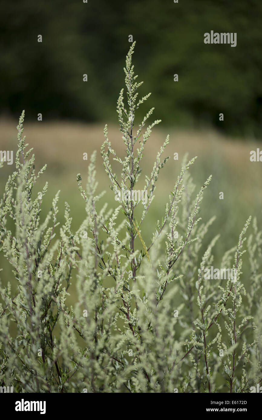 Artemisia vulgaris Banque de photographies et d’images à haute ...