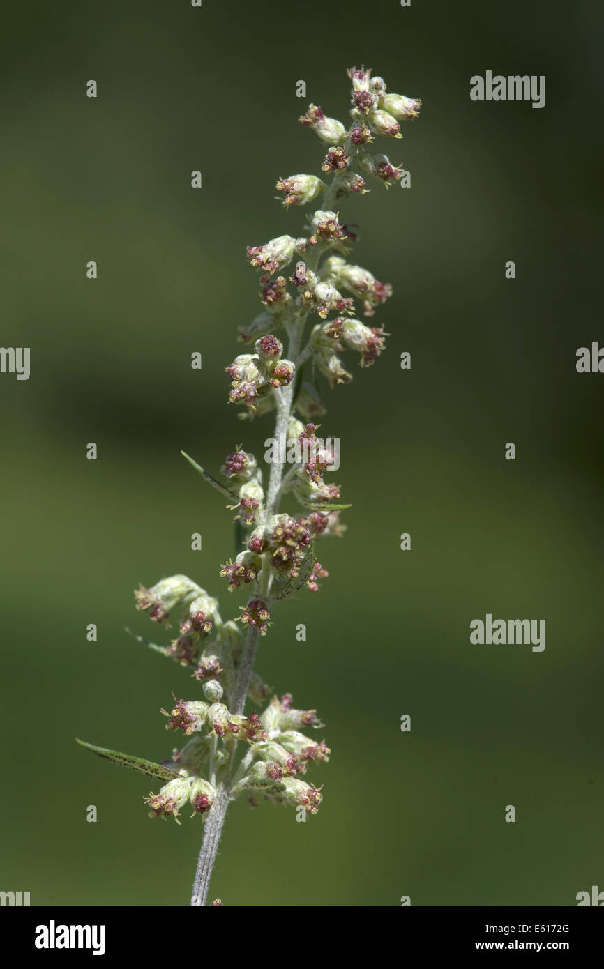 Common wormwood artemisia vulgaris Banque de photographies et d’images ...