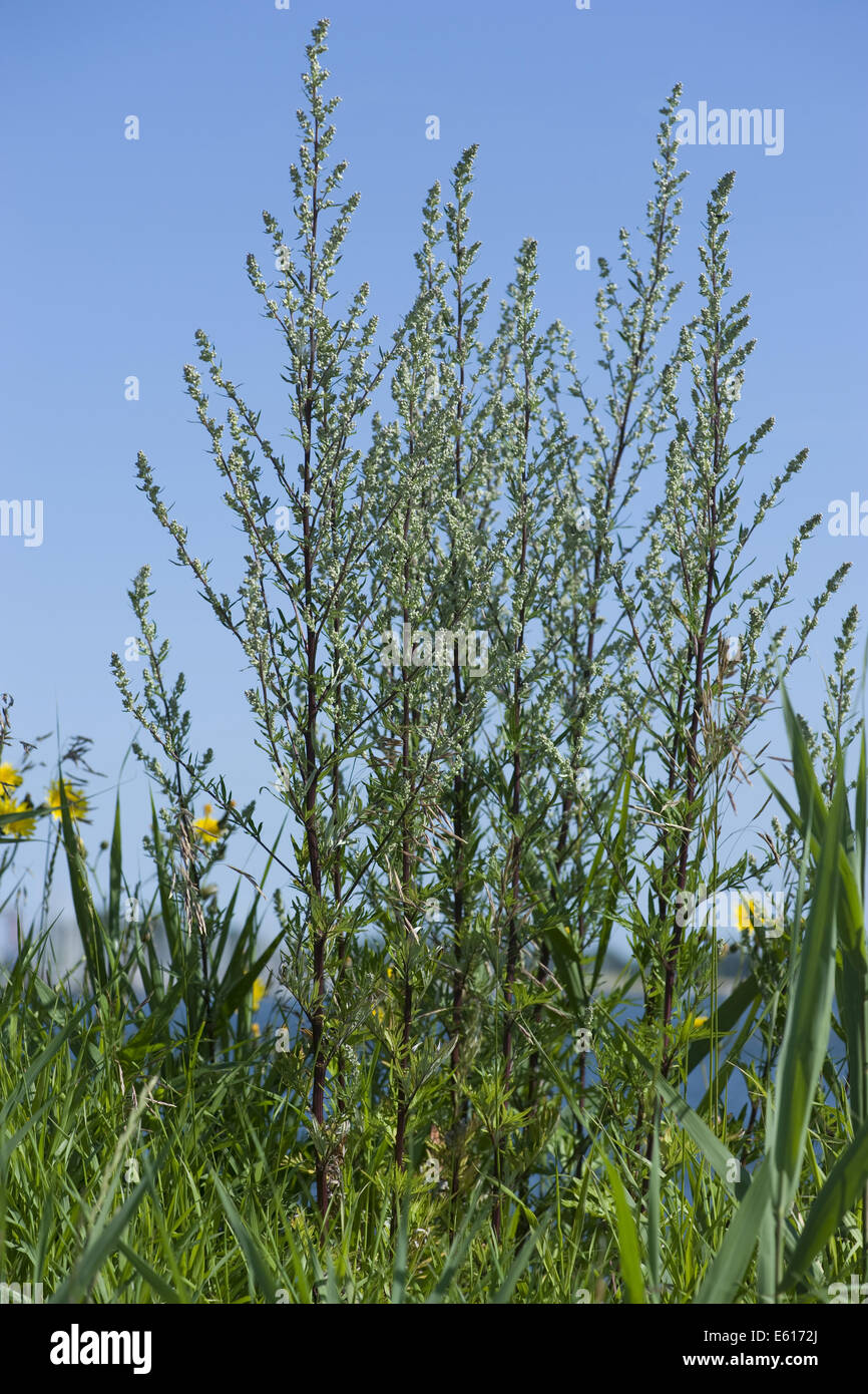 Artemisia vulgaris Banque de photographies et d’images à haute ...