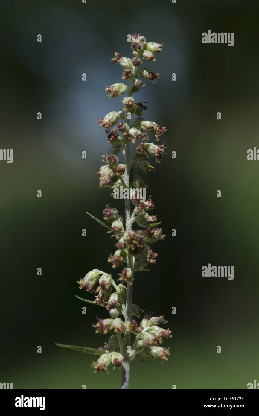 Armoise commune artemisia vulgaris Banque de photographies et d’images ...