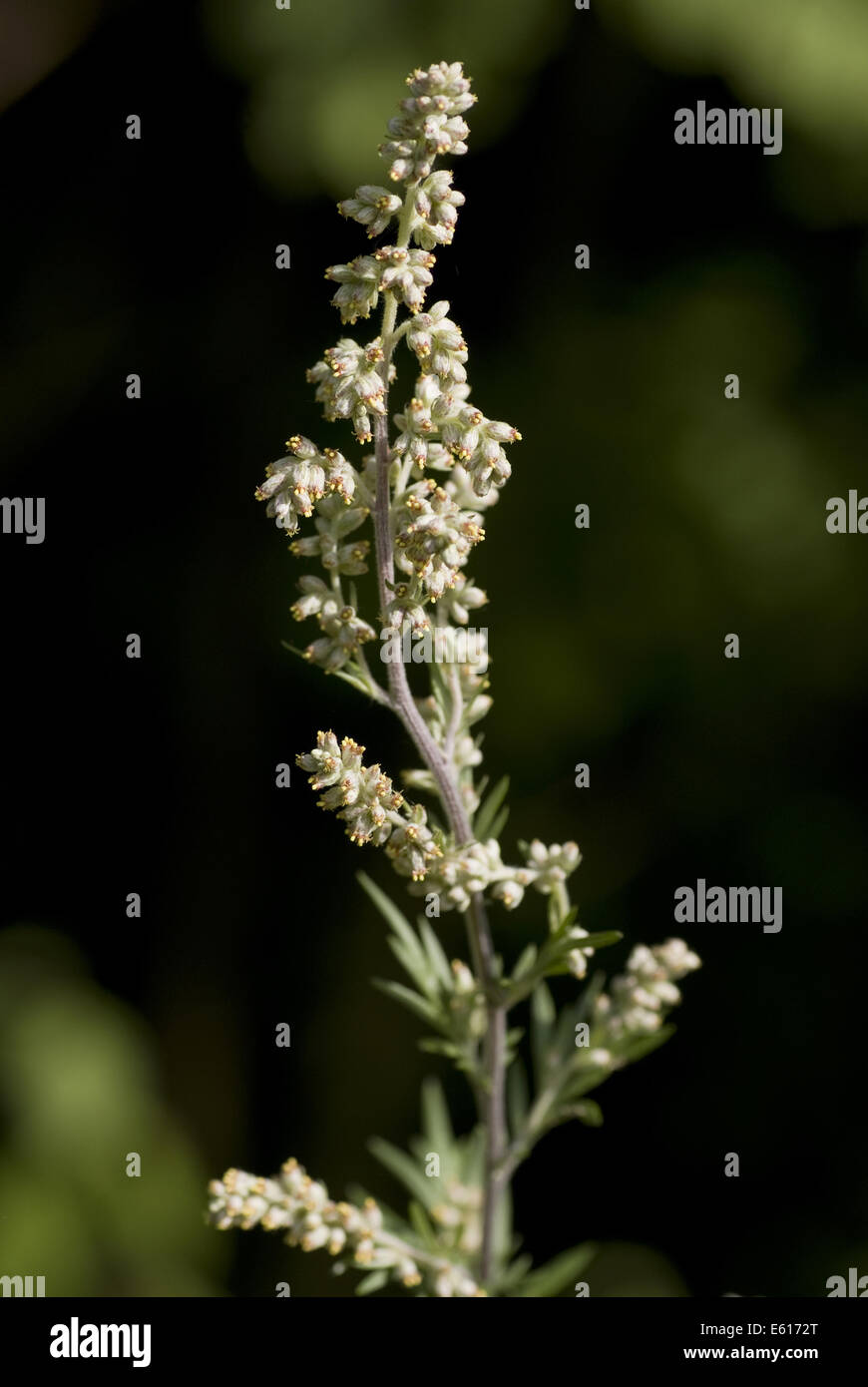 Common wormwood artemisia vulgaris Banque de photographies et d’images ...