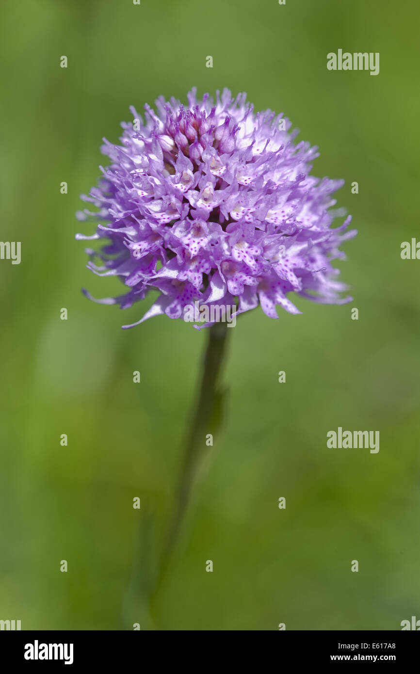 Buddleia or buddleja globosa Banque de photographies et d’images à ...