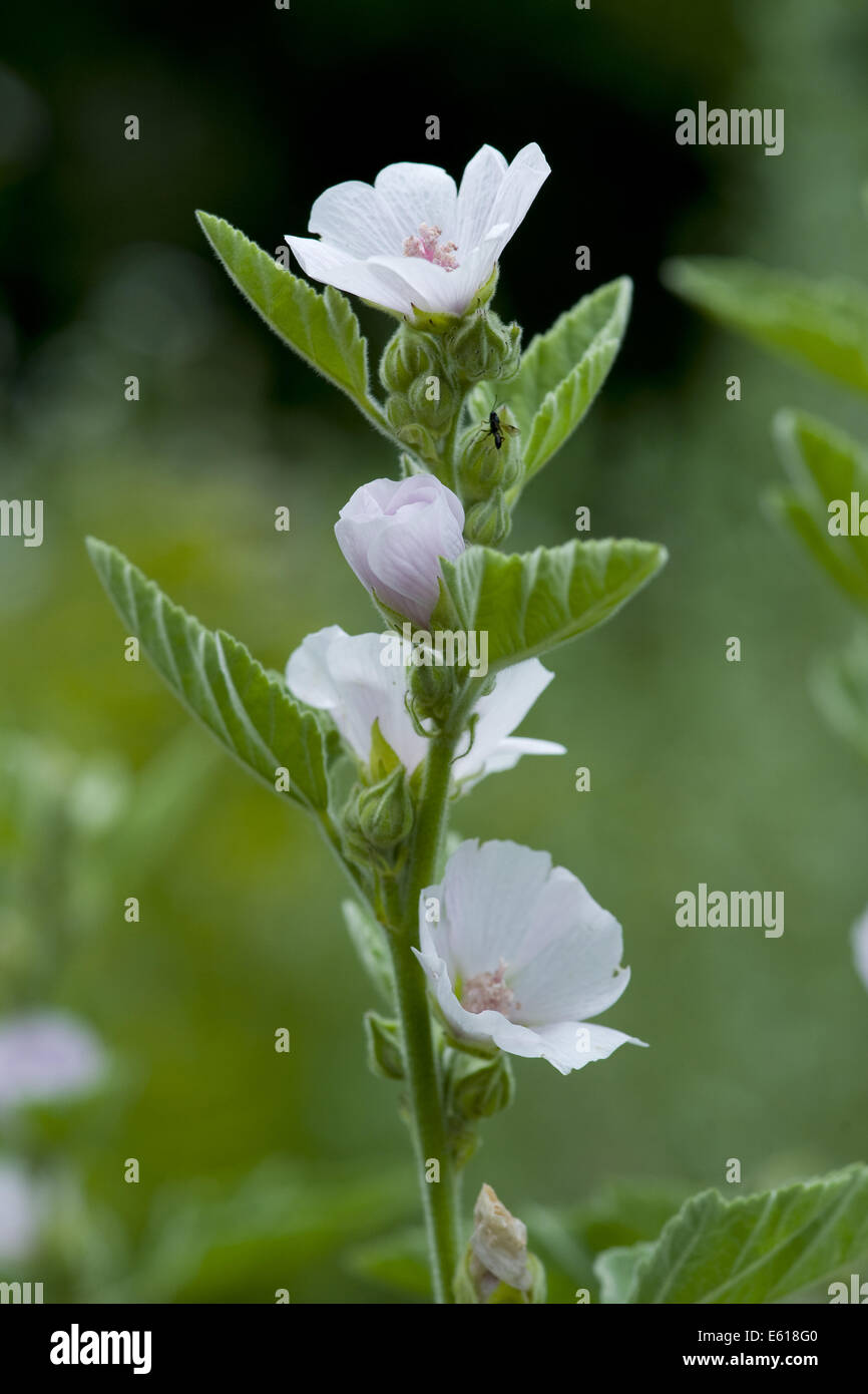 Althaea officinalis Banque de photographies et d’images à haute ...