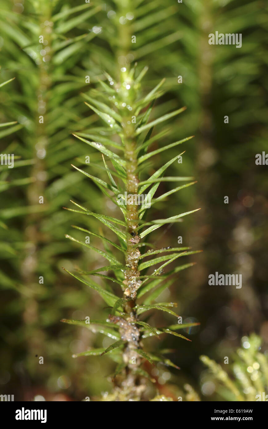 Polytrichum polytrichum formosum Banque de photographies et d’images à ...