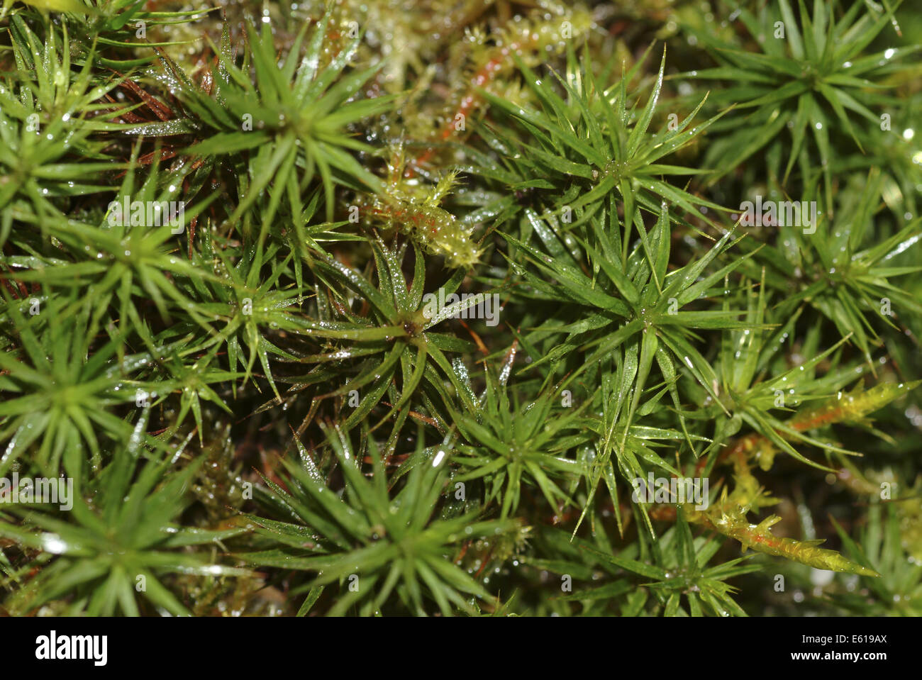 Polytrichum polytrichum formosum Banque de photographies et d’images à ...