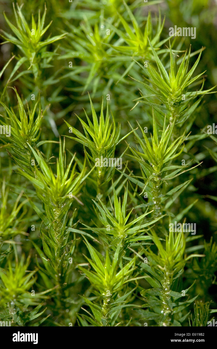 Polytrichum polytrichum formosum Banque de photographies et d’images à ...