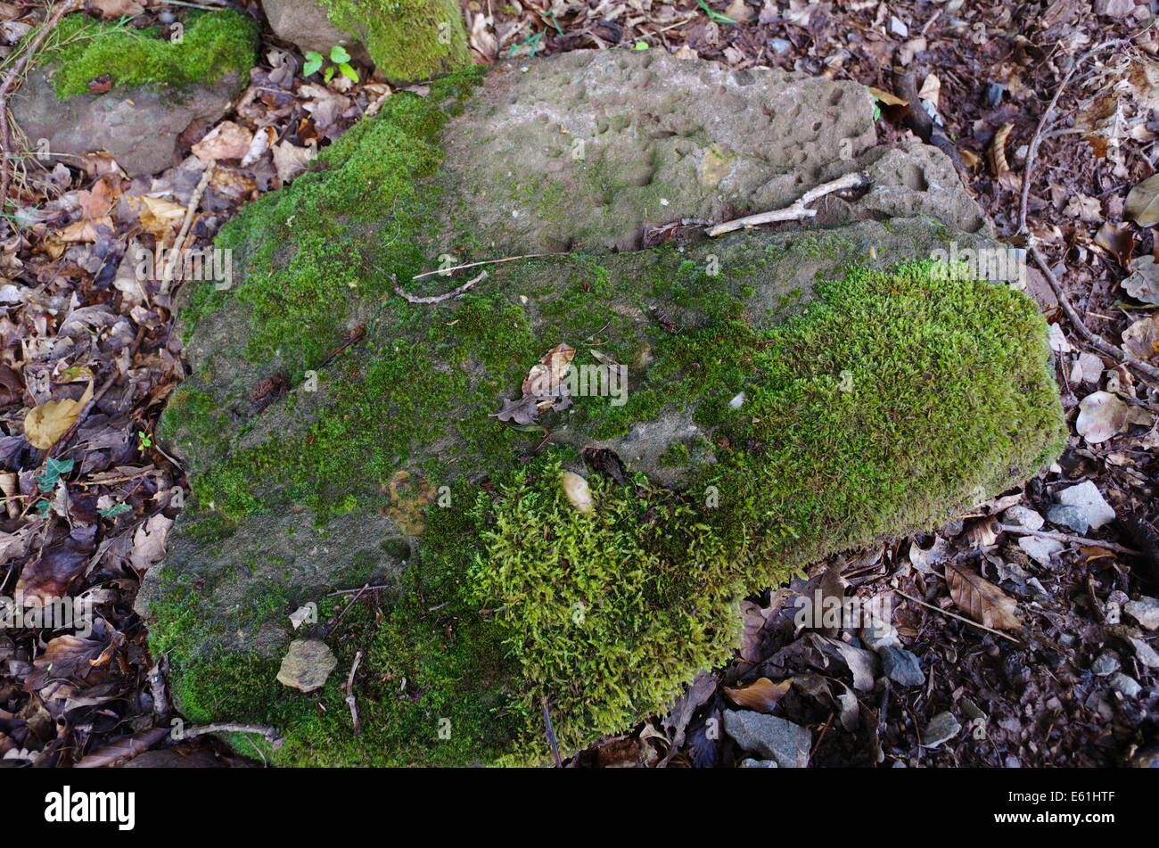 Sol mousse et pierres Banque de photographies et d’images à haute ...