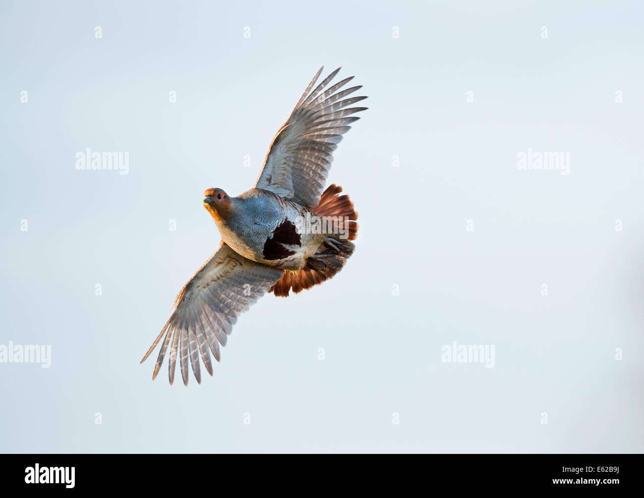 La Perdrix grise Perdix perdix North Norfolk Février Photo Stock - Alamy