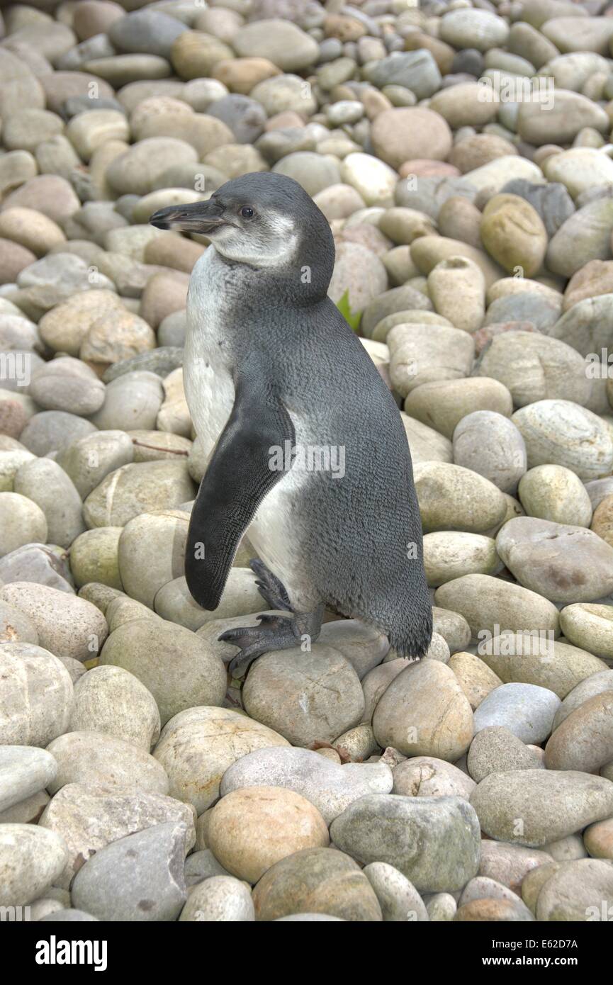 Le poisson pingouin Banque de photographies et d’images à haute ...