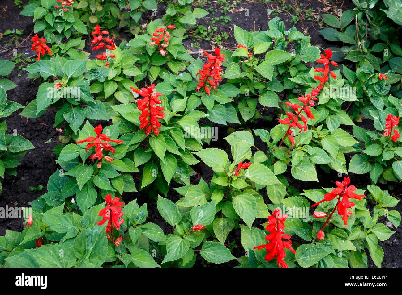 Salvia splendens Banque de photographies et d’images à haute résolution ...